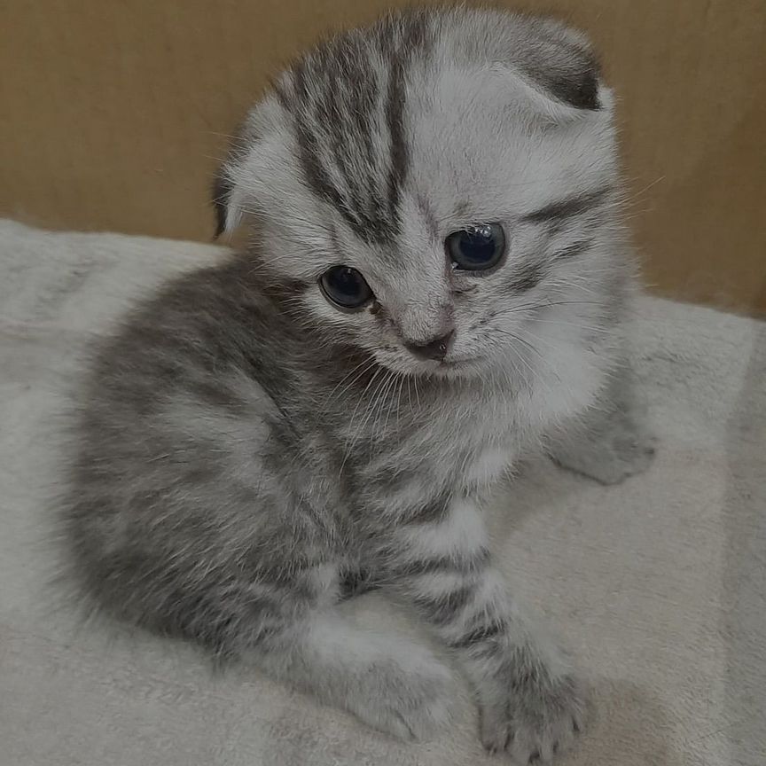 Котенок породистый