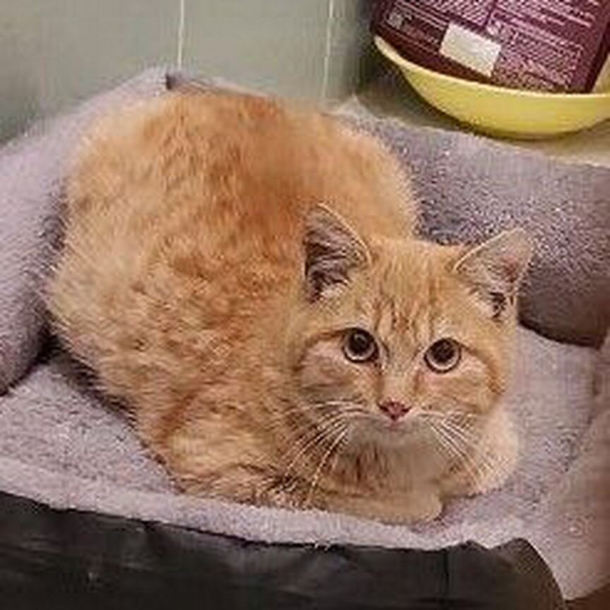 Рыжий кот в добрые руки