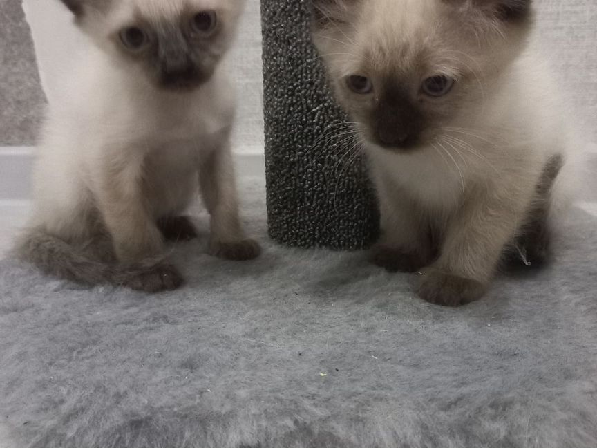 Тайские сиамские котики бронь
