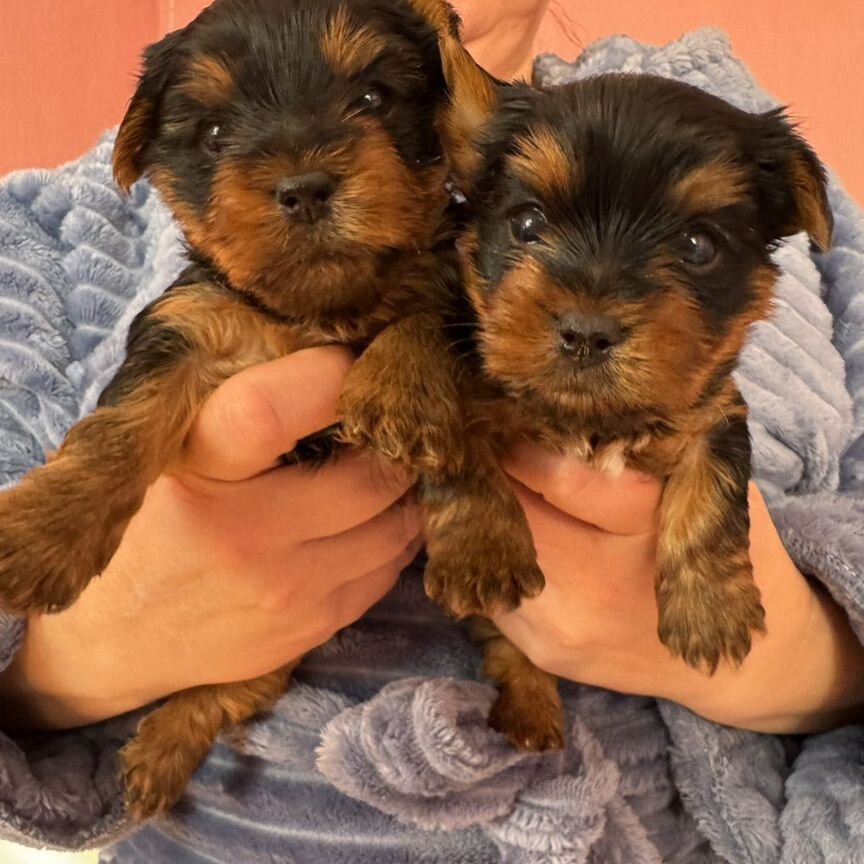 Готовятся к продаже два мальчика йорка