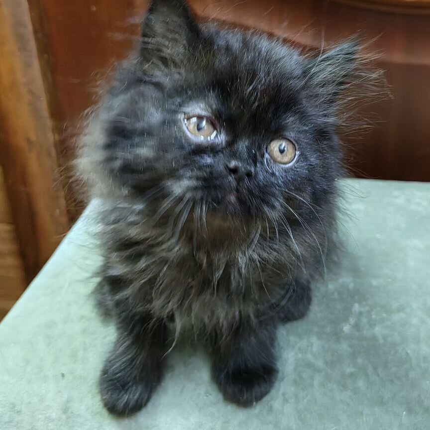 Котята
