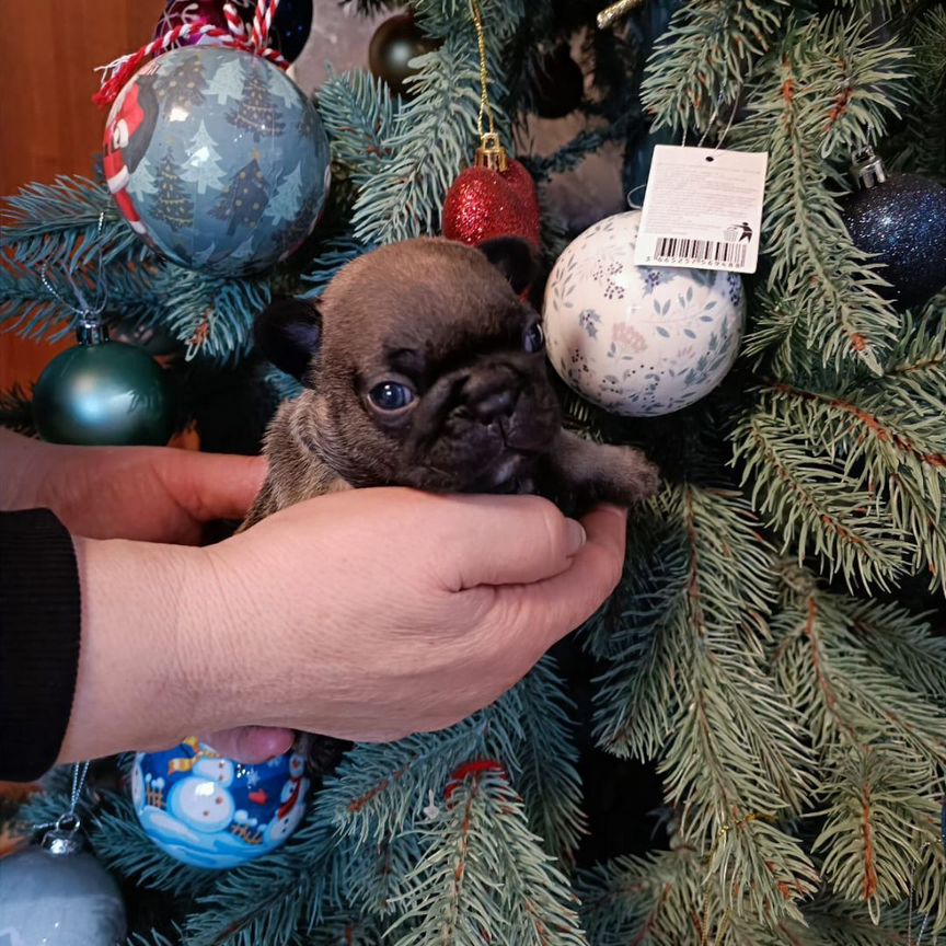 Малыши под ёлку