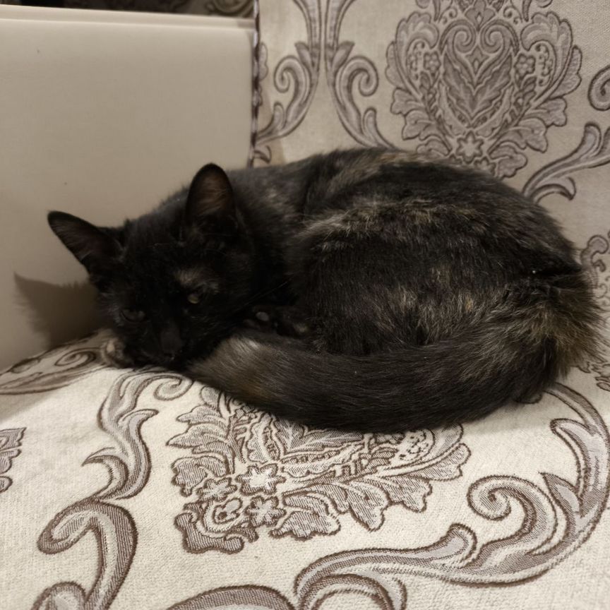 Кошка в добрые руки