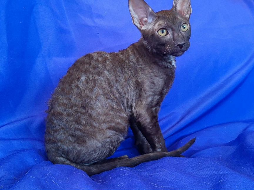 Котята корниш-рекс