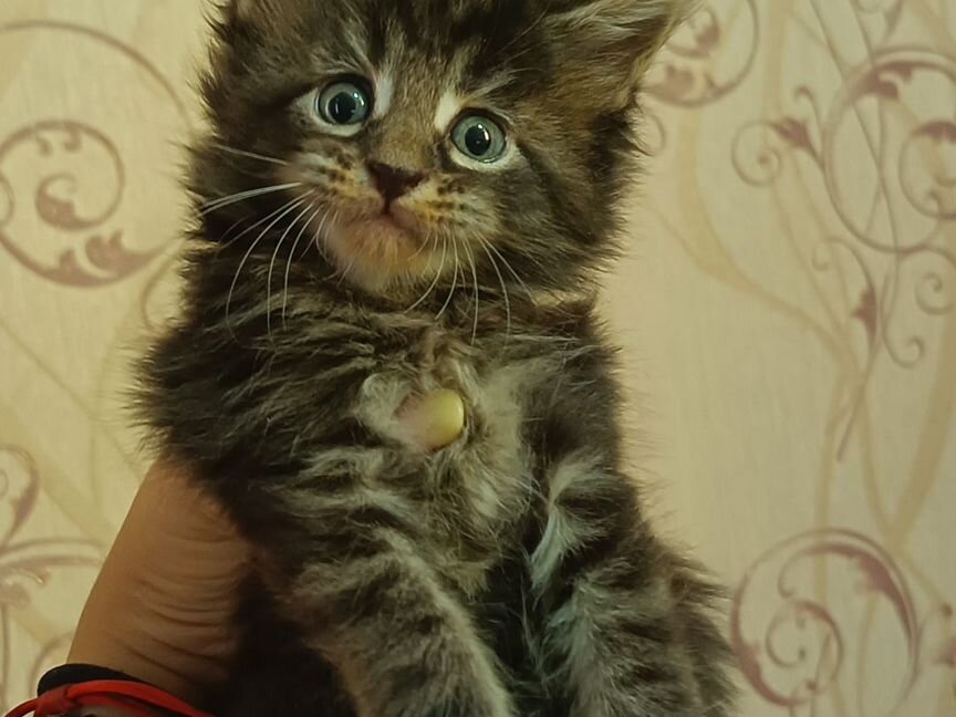 Котята мейн-кун