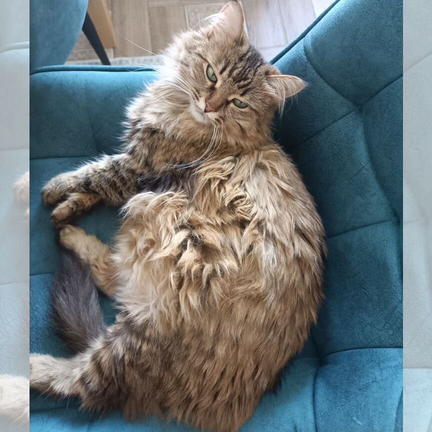 Отдам кошечку на передежку