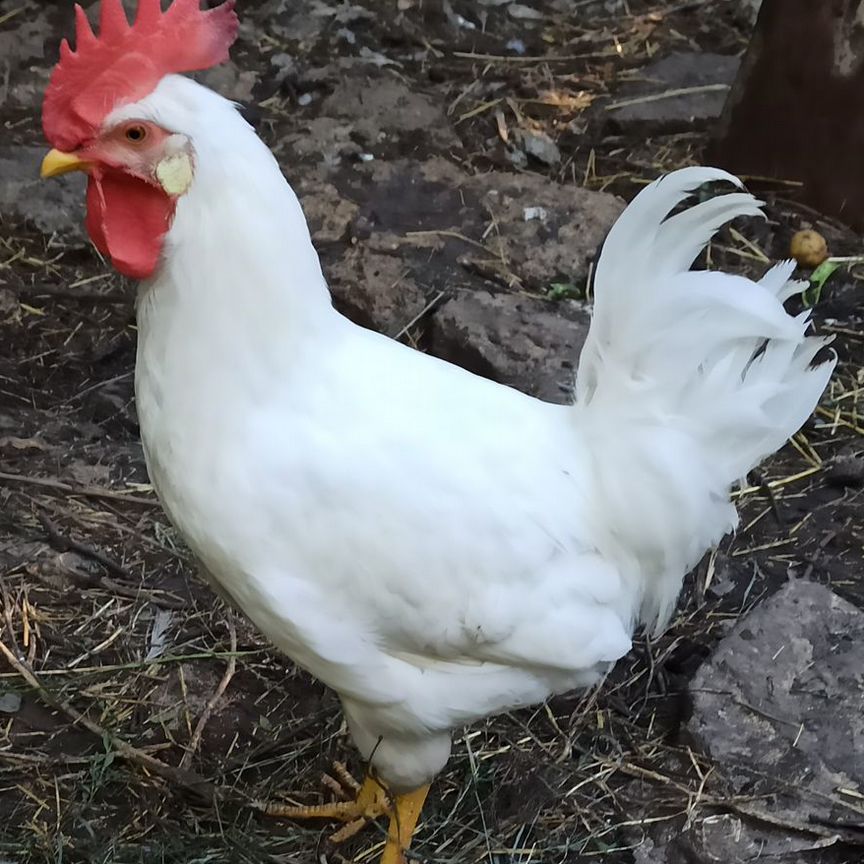 Белый леггорн 3 месячные