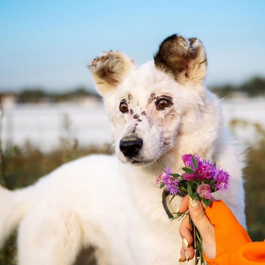 Мальчик Арчи ждет свою семью