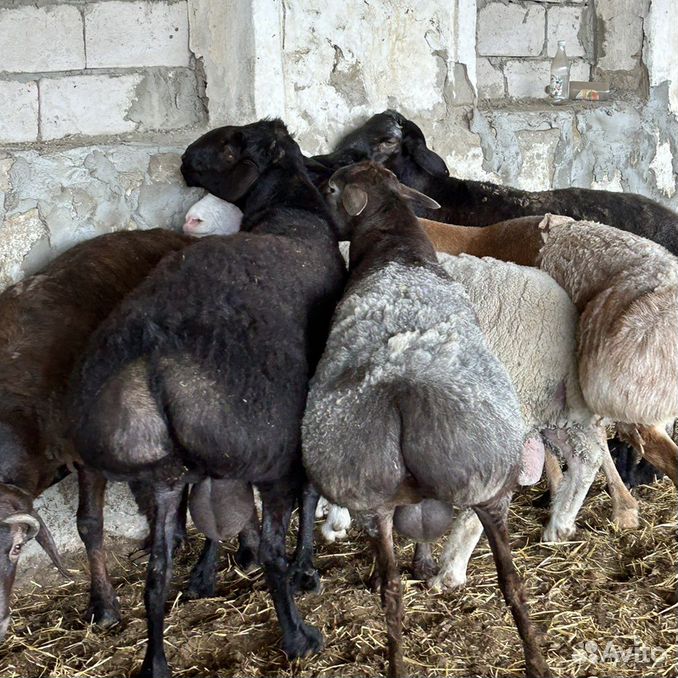 Баран на племя