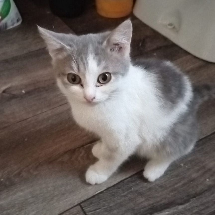 Отдам котят в добрые руки