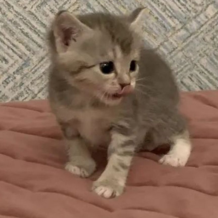 Котёнок в добрые руки