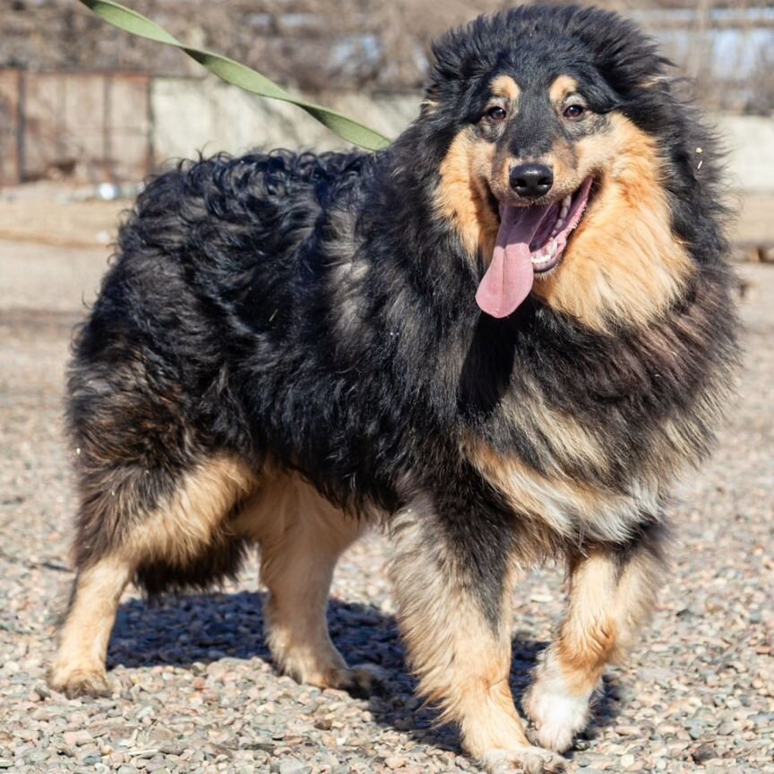 Взрослый пёс в добрые руки