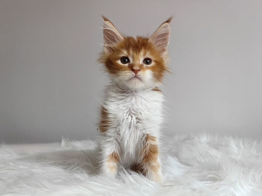 Котята мейн-кун разных окрасов