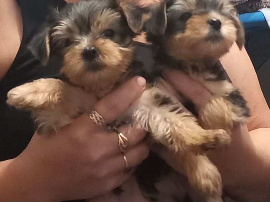 Йоркширский терьер мини щенки