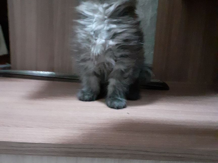 Котята помесь британца с шотландкой