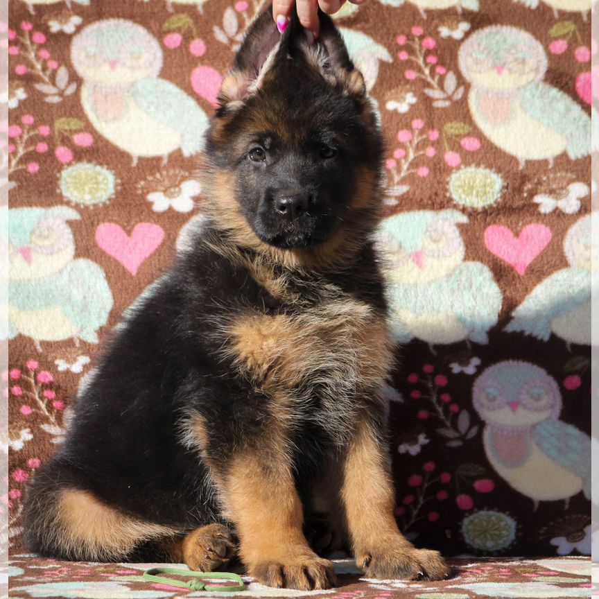 Немецкая овчарка, щенок