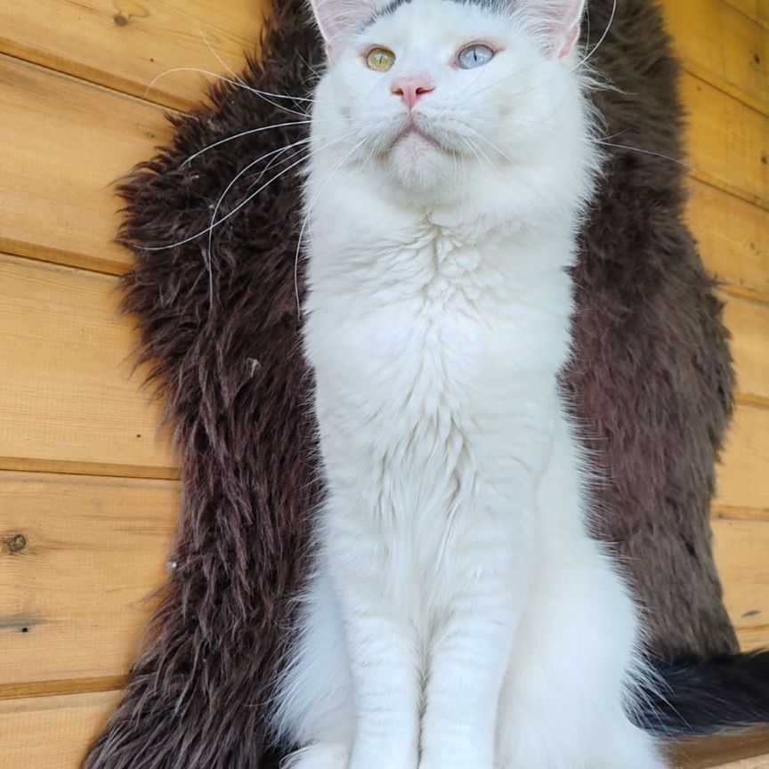Разноглазый котик мейн кун