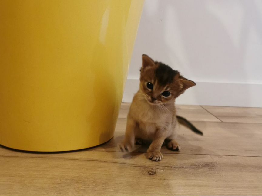 Абиссинская