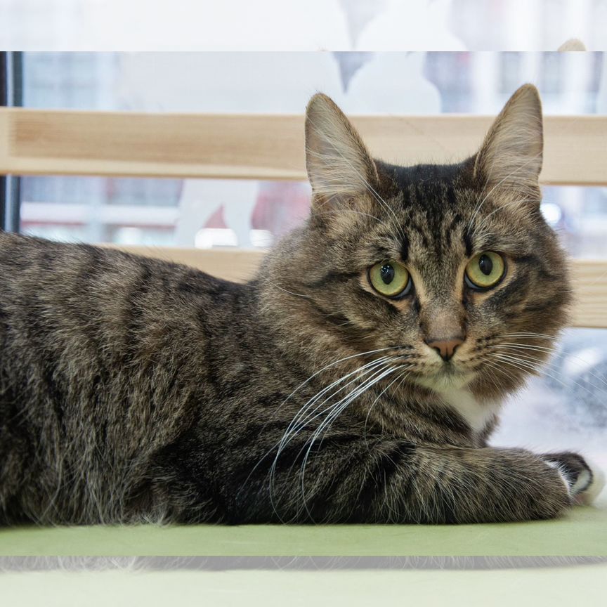 Взрослый кот из приюта