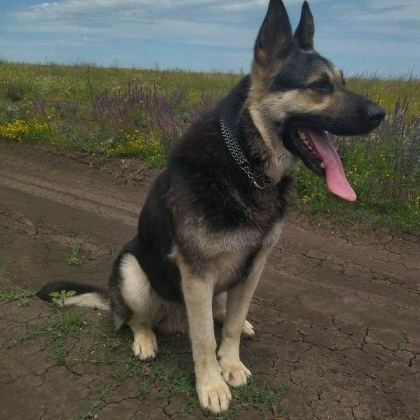 Вязка кобель вео