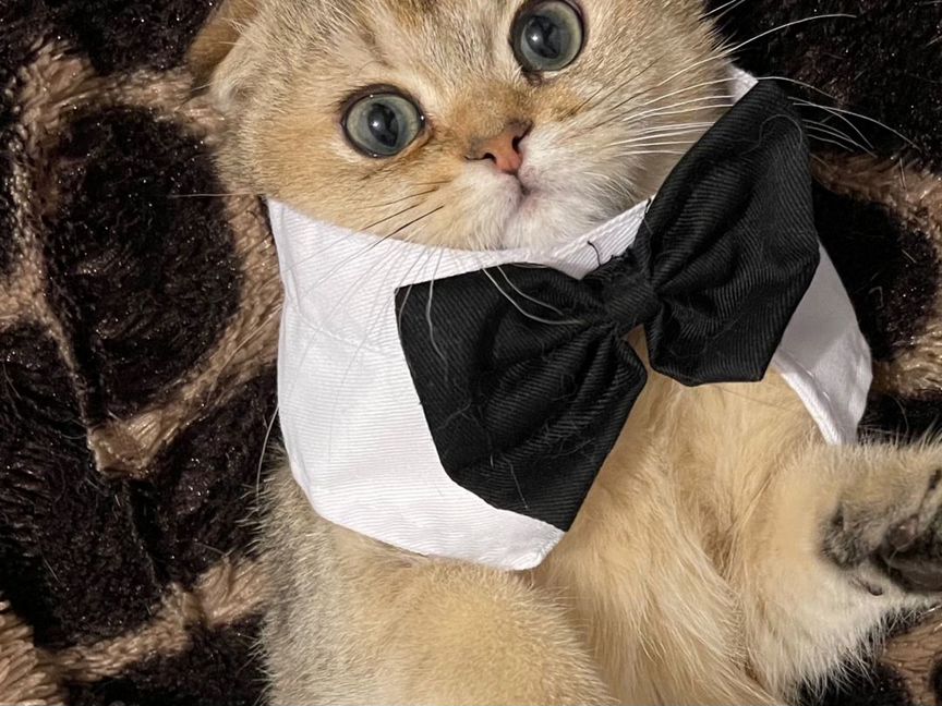 Шотландский вислоухий котик