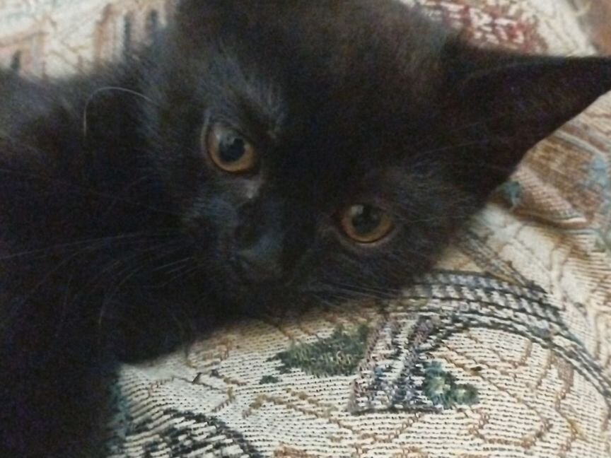 Черный котенок мальчик