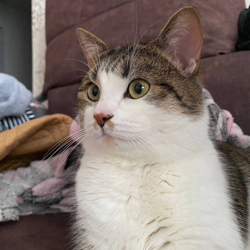 Котята в добрые руки бесплатно мальчик