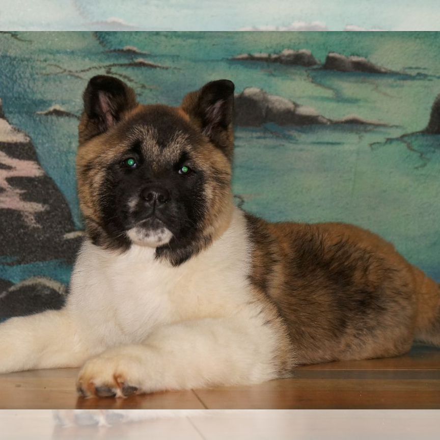 Американская акита кобель