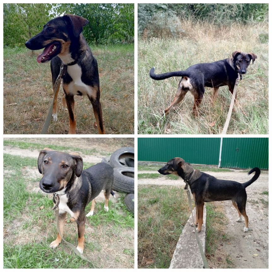 Собака в добрые руки