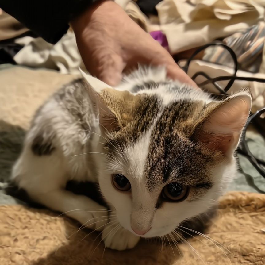 Котёнок в добрые руки