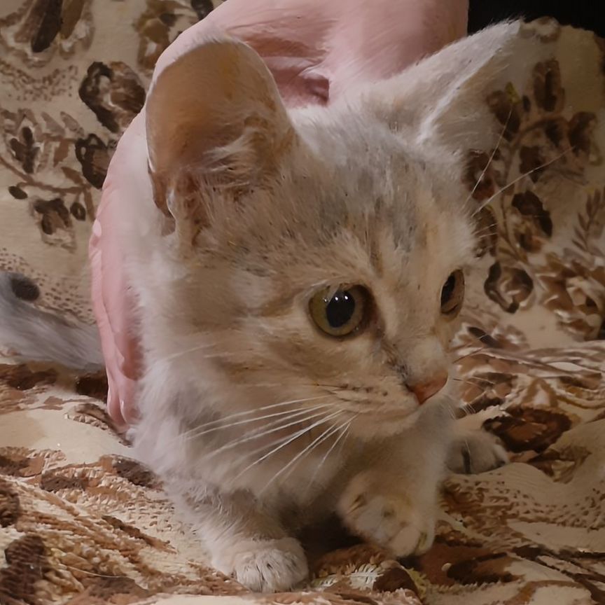 Котёнок в добрые руки