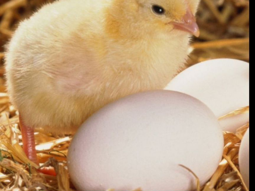 Цыплята бройлеры суточные