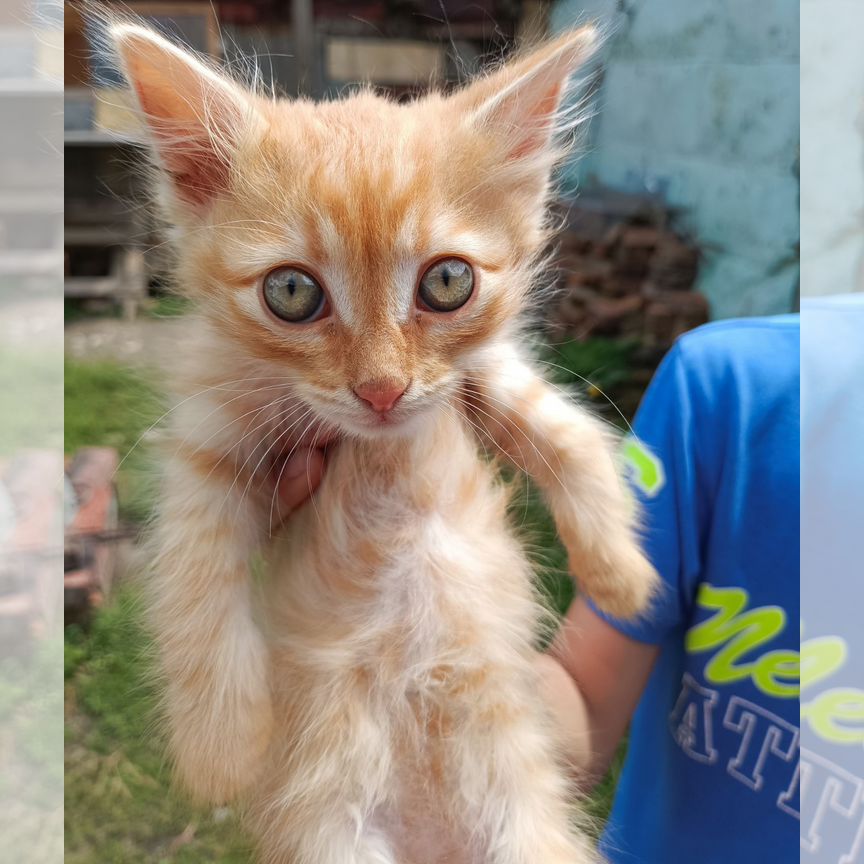 Котёнок в добрые руки