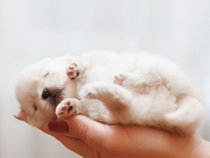 Шикарные шпицули