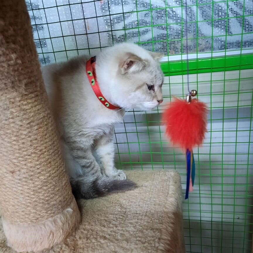 Кошечка с одним глазиком (1г., стерилизована)