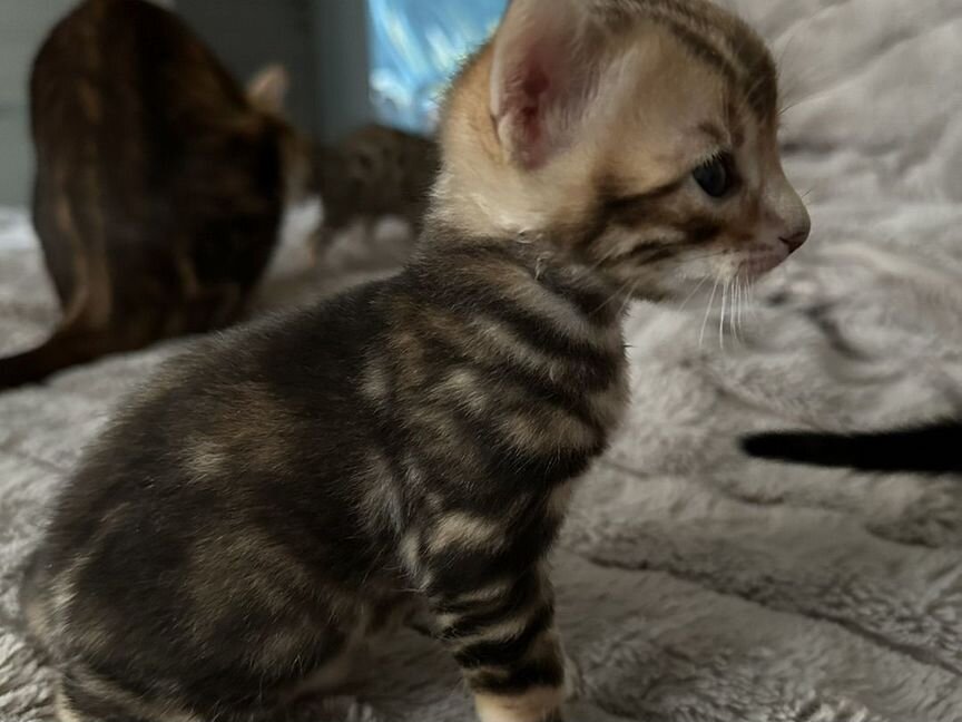 Бенгальские котята