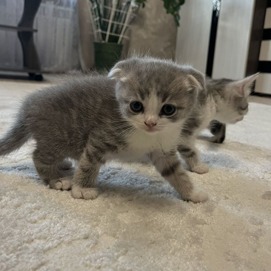 Шотландские котята