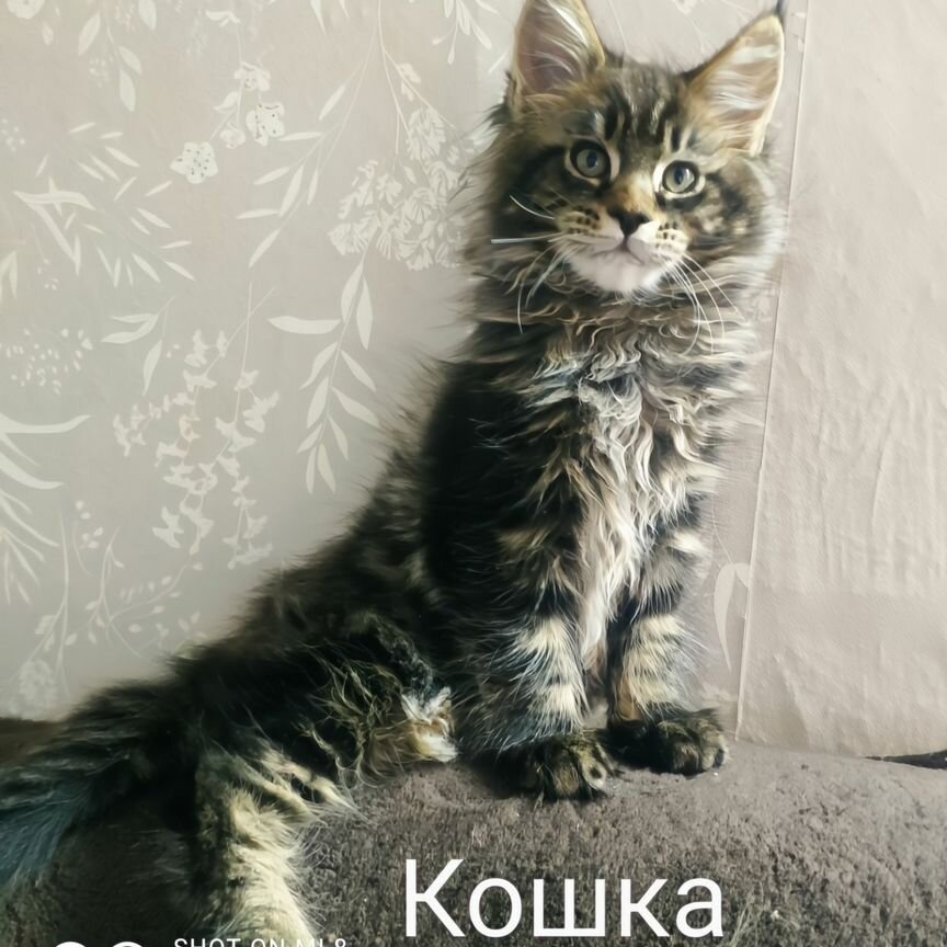 Мейн-кун котёнок