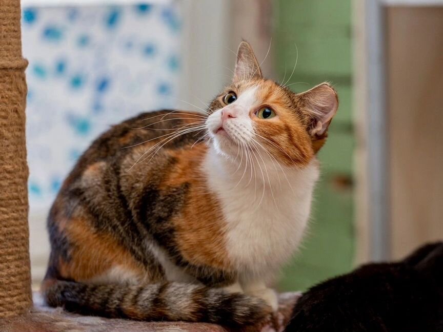 Кошка Пёстрая Муся