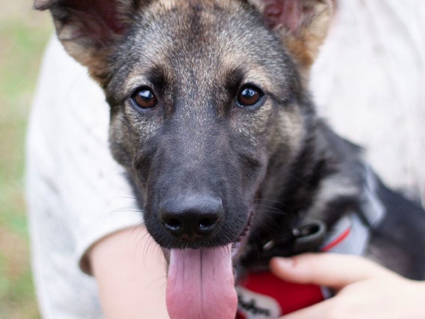 Маленькая собака в добрые руки бесплатно