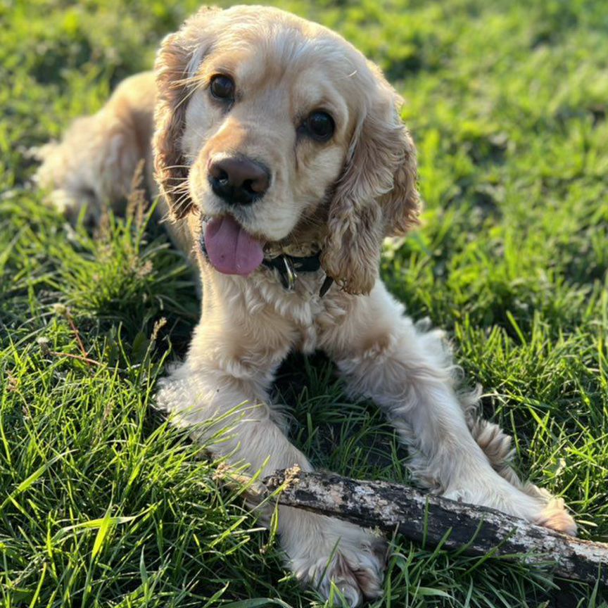 Английский кокер спаниель (вязка)