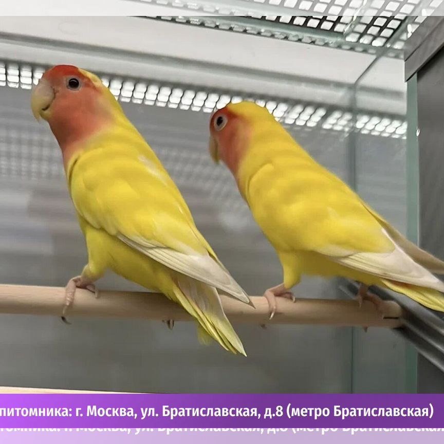 Попугаи Неразлучники