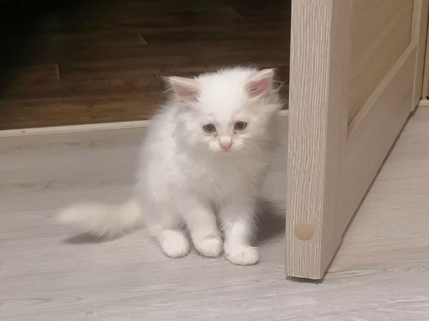 Котята турецкой ангоры