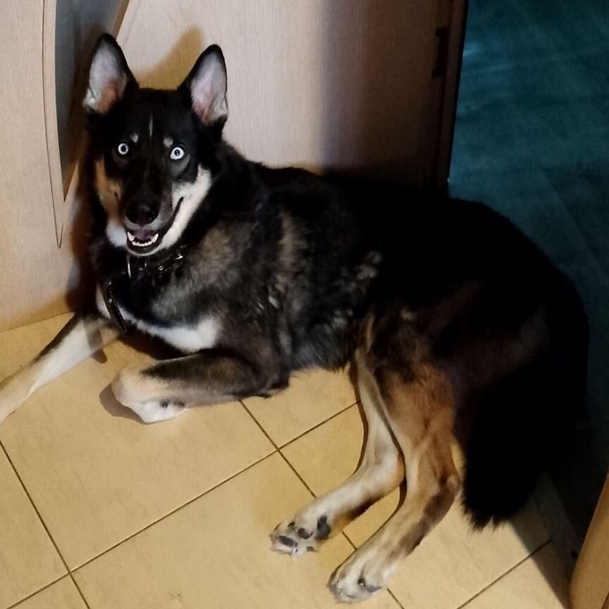 Взрослый пёс в добрые руки