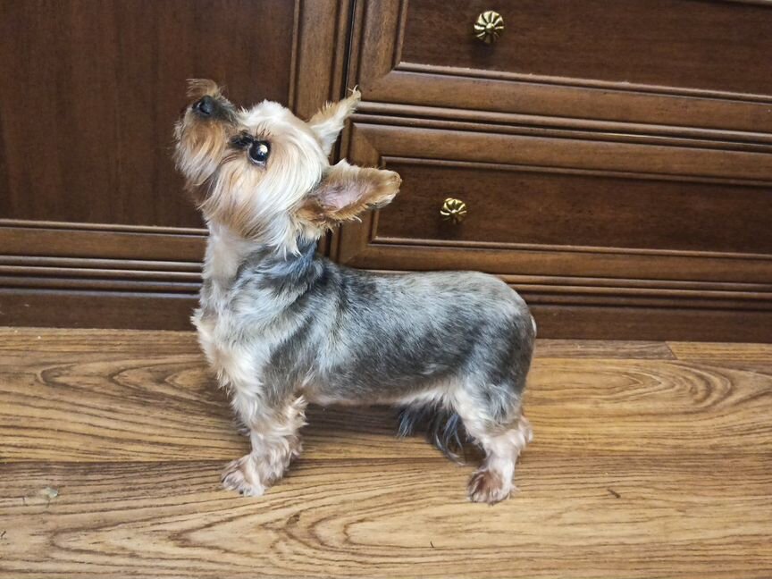 Йоркширский терьер мини