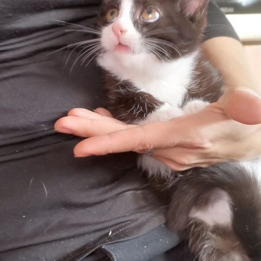 Котенок девочка