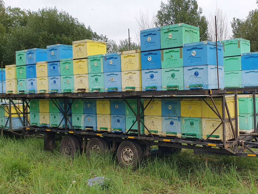 Домашние животные