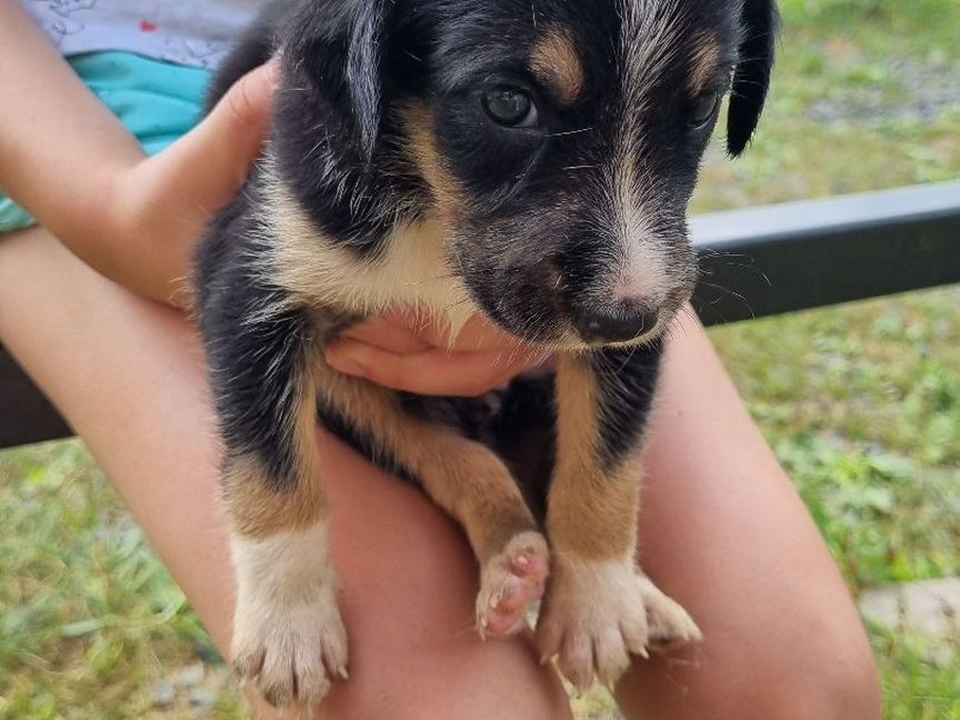 Собака в добрые руки отдам бесплатно