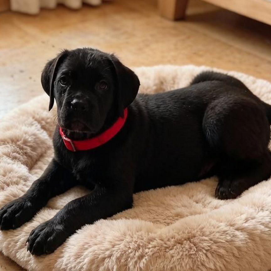 Кане-корсо, щенок