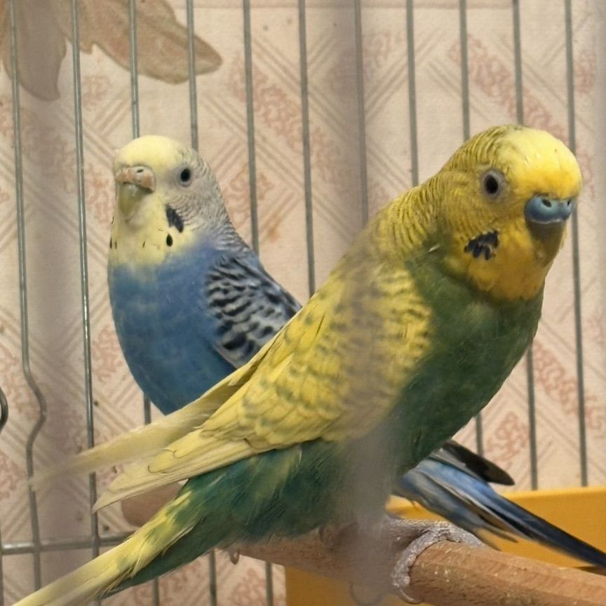 Волнистый попугай Бронь